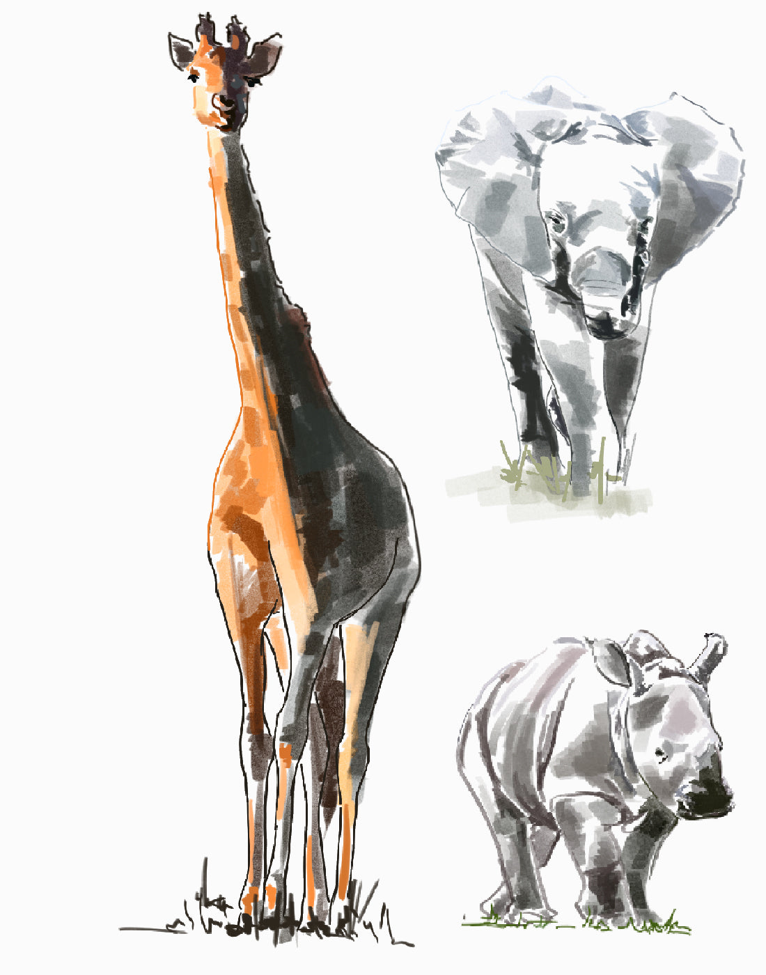 Animal & Farm Paintings and Illustrations